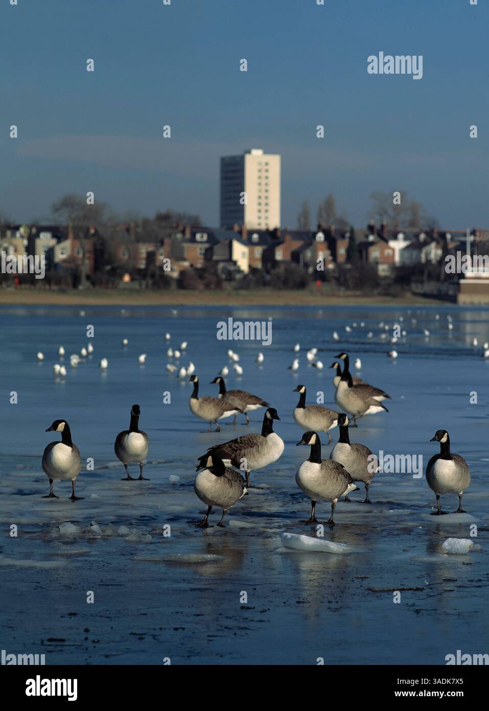 CANADA GEESE & GULLS on frozen surface of inner city reservoir ...