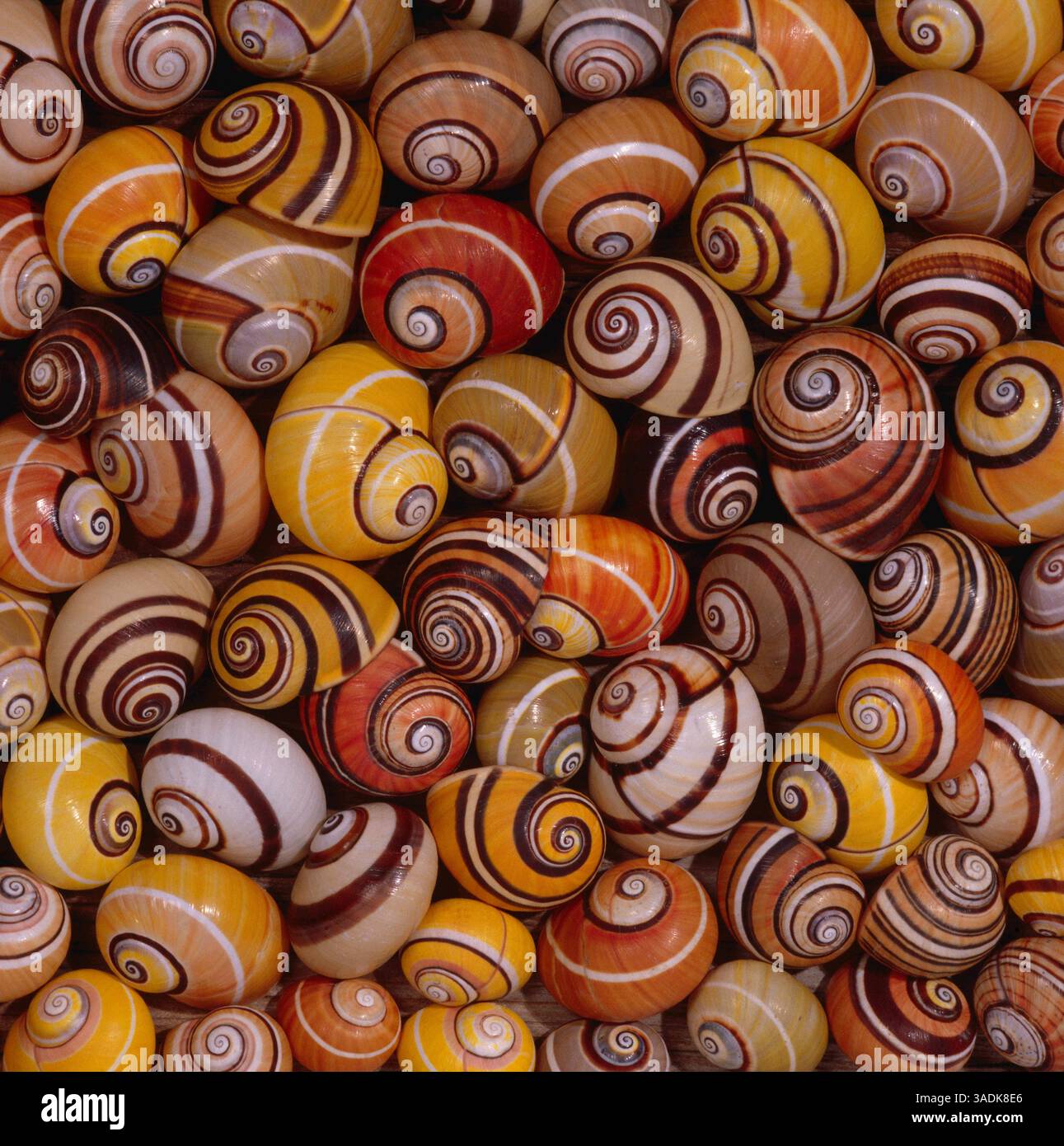 Cuban tree snails hi-res stock photography and images - Alamy