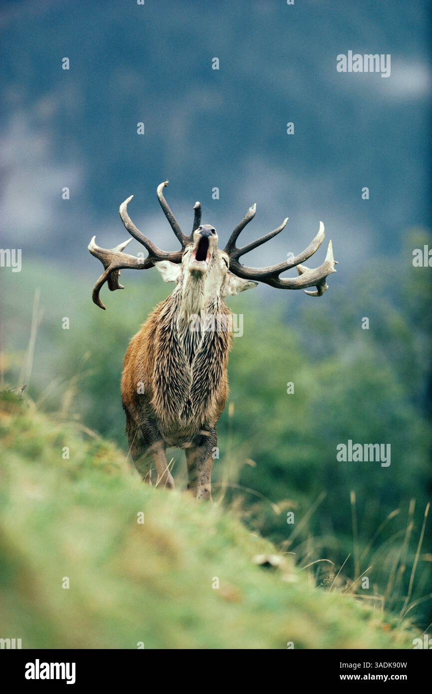 Red deer stag bugling hi-res stock photography and images - Alamy