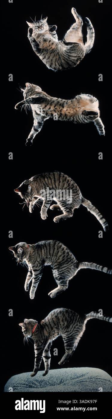 Falling cat sequence hi-res stock photography and images - Alamy