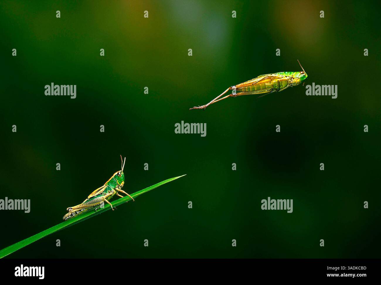 MEADOW GRASSHOPPER Chorthippus parallelus leaping Multiflash image ...