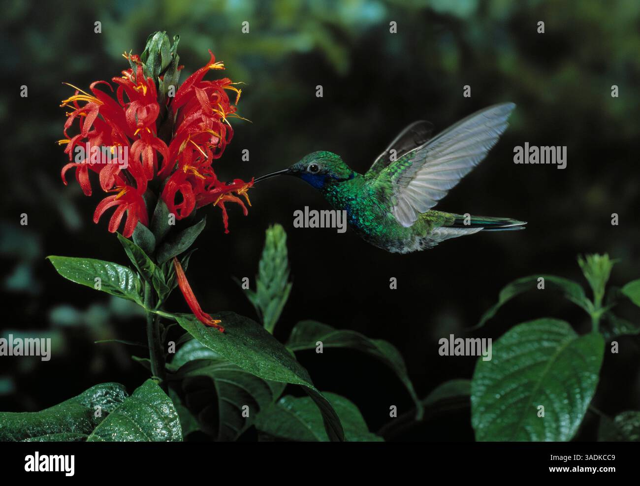 SPARKLING VIOLET-EAR HUMMINGBIRD Colibri coruscans in flight, sipping ...