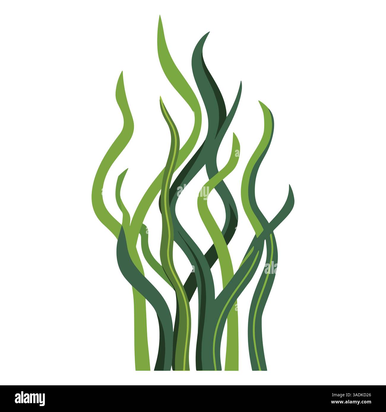 Underwater seaweed spirulina and aquatic marine algae plant. Ideal for marine biology themes ...