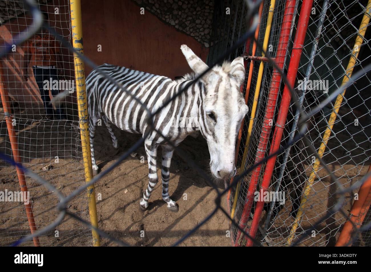 Oct 08, 2009 - Gaza City, Gaza Strip - Palestinian children look at ...