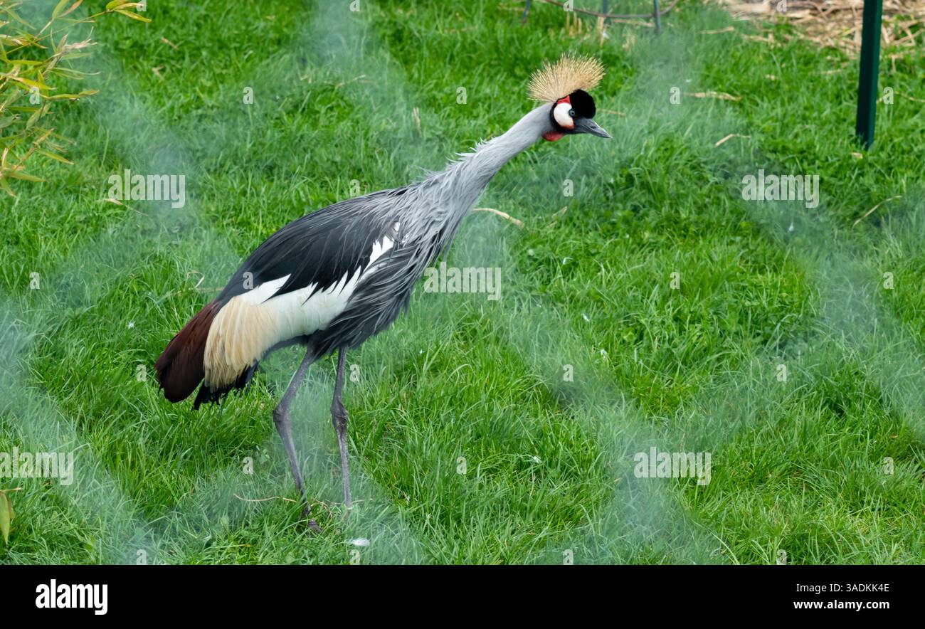 Graceful grey crowned crane walking on lush green grass inside a zoo ...