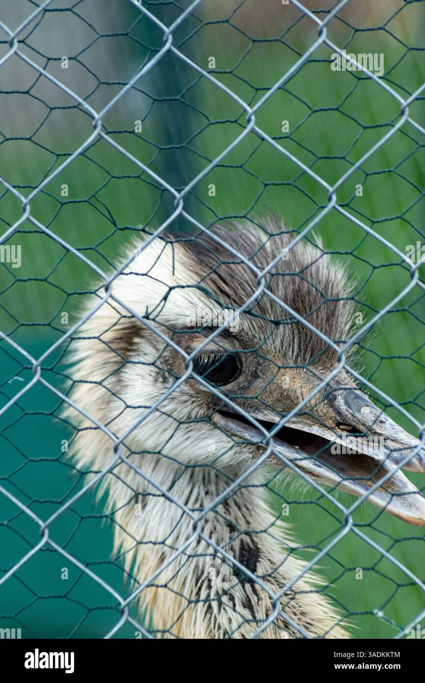 Close-up of an emu in captivity, standing behind a metal fence with ...