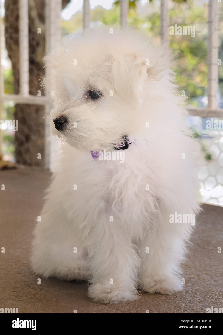 Pure Bred Maltese Poses for Camera Stock Photo - Alamy