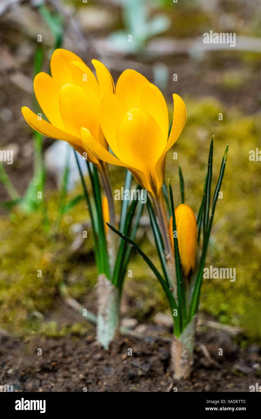 Yellow crocuses emerge from the soil in a garden bed during early ...