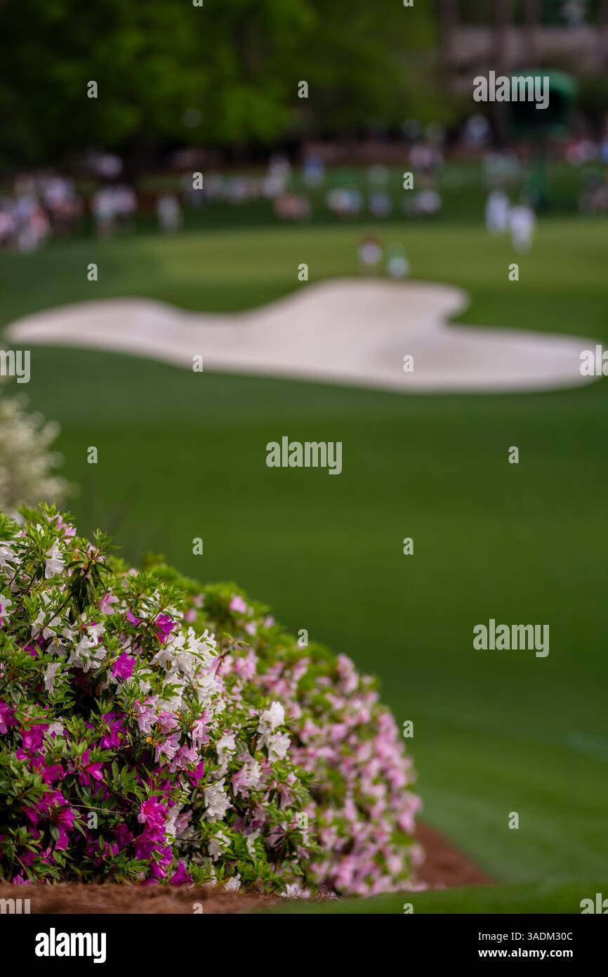Augusta, United States. 05th Apr, 2025. 250405 Azalea flowers during ...