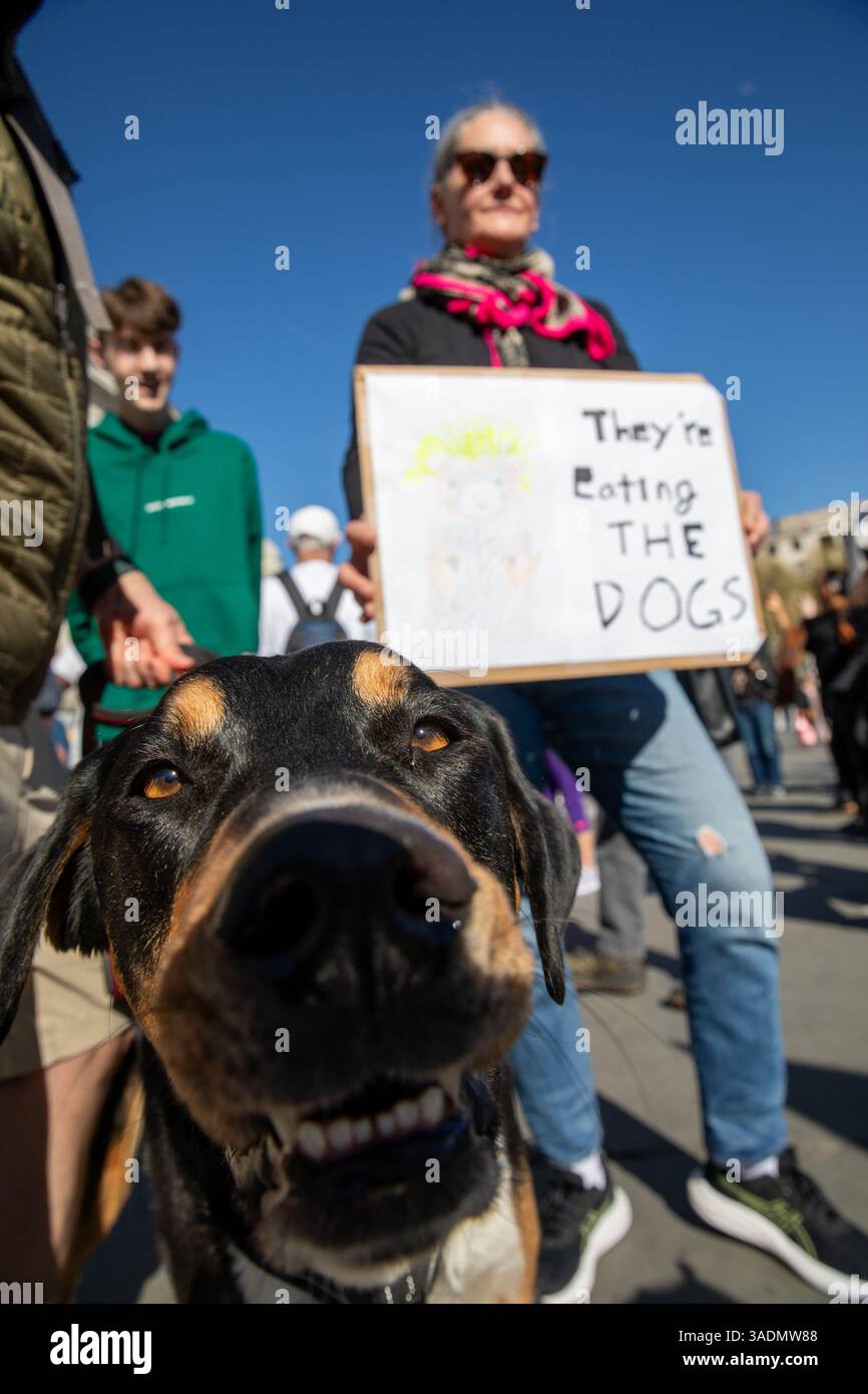 A dog stares as its owner holds a placard during the rally. A protest ...