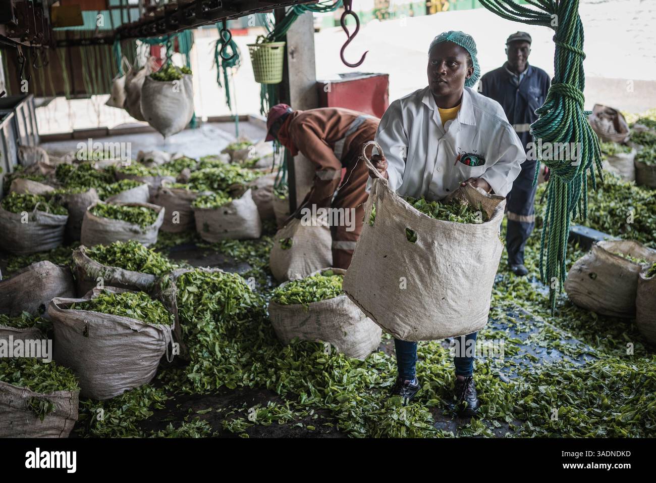 Kericho. 4th Apr, 2025. A farmer carries a bag of tea leaves at a tea ...