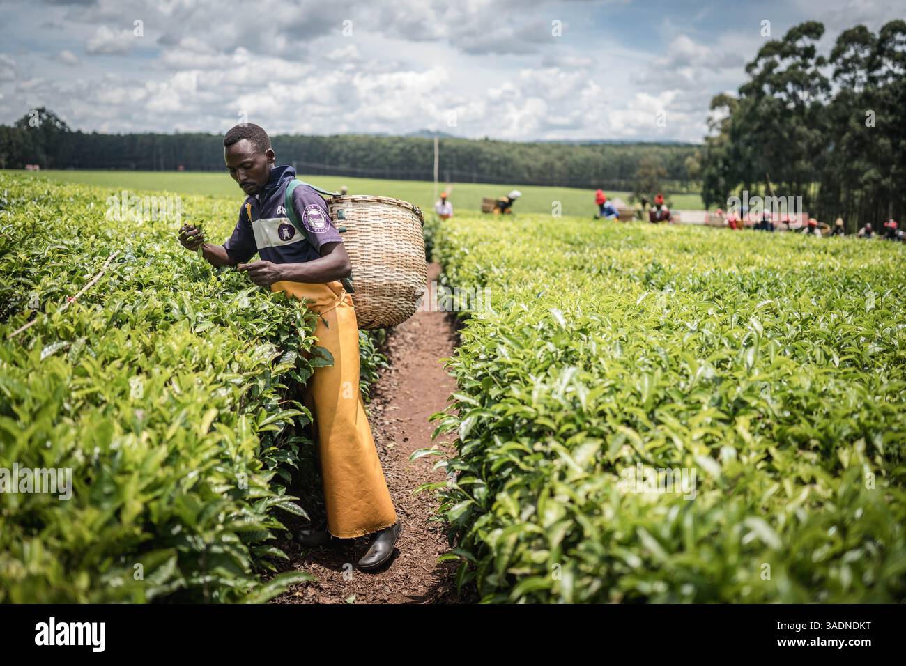 Kericho. 4th Apr, 2025. A farmer picks tea leaves in the tea fields in ...