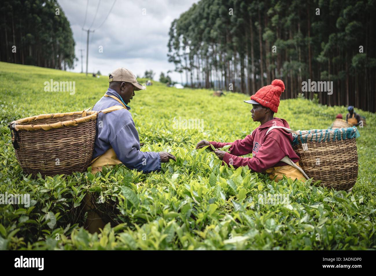 Kericho. 5th Apr, 2025. Farmers pick tea leaves in the tea fields in ...