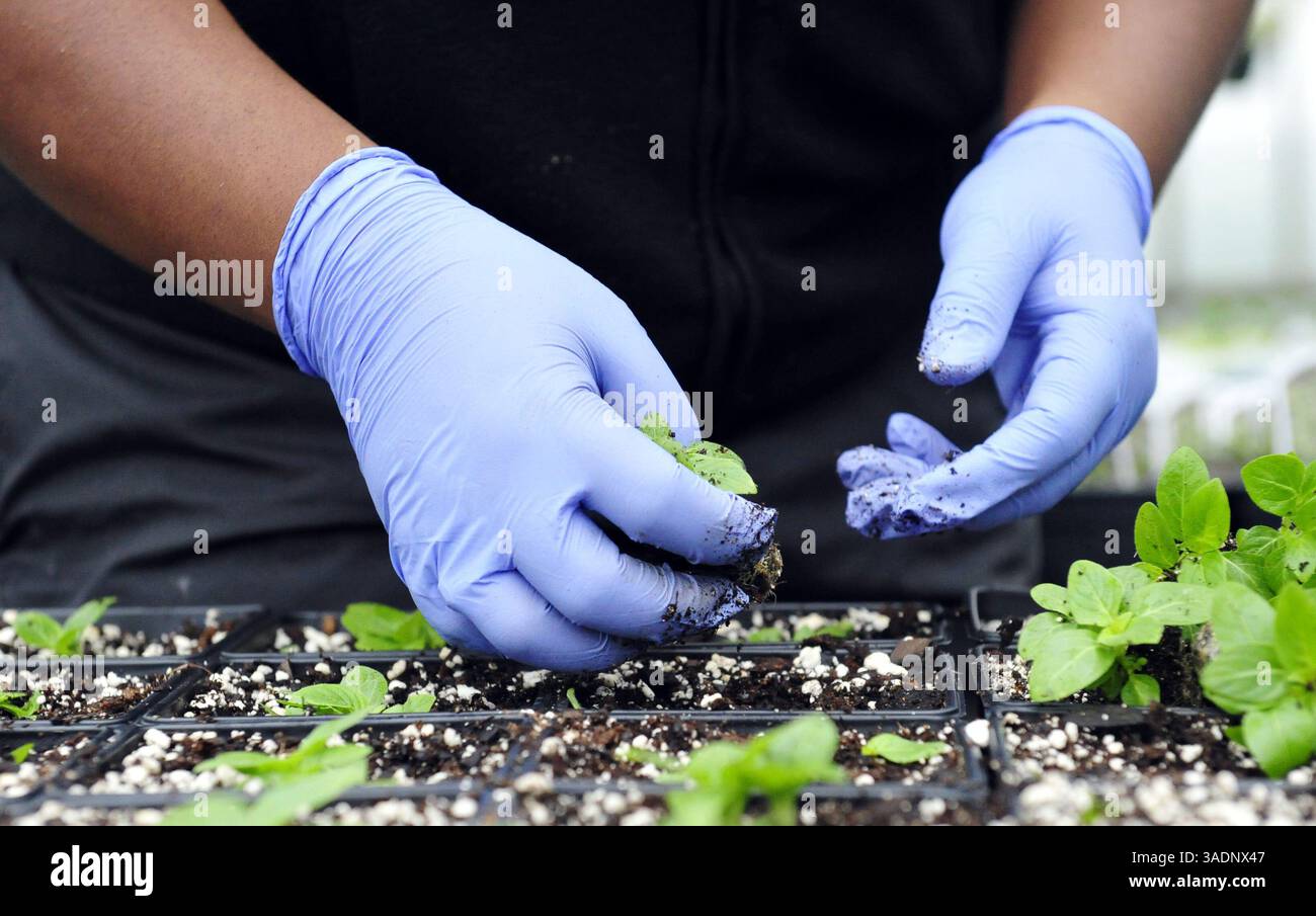 Planta de invernadero hi-res stock photography and images - Alamy