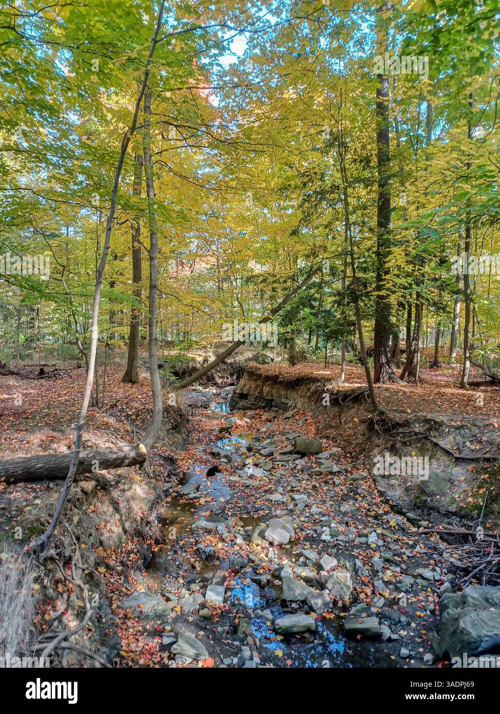 A dry stream bed winds through a colourful autumn forest in Toronto ...