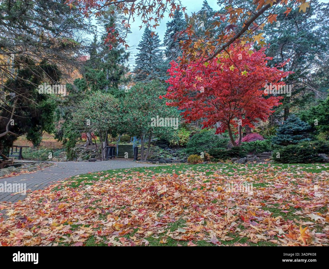 A sunny path winds through a colorful flower garden surrounded by tall ...
