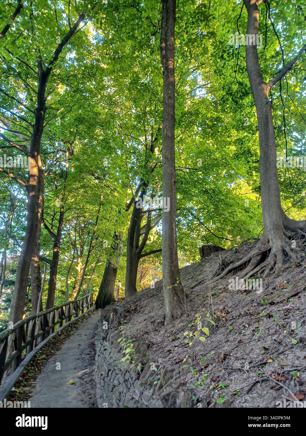 A quiet forest trail with a wooden fence winds through the lush ...