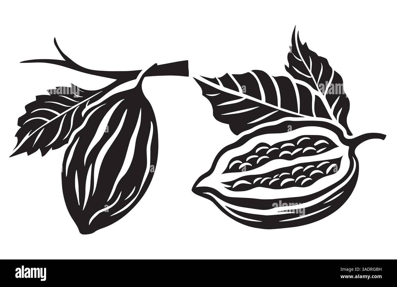 Black cacao beans vector. Simple illustration of cacao beans on a white ...