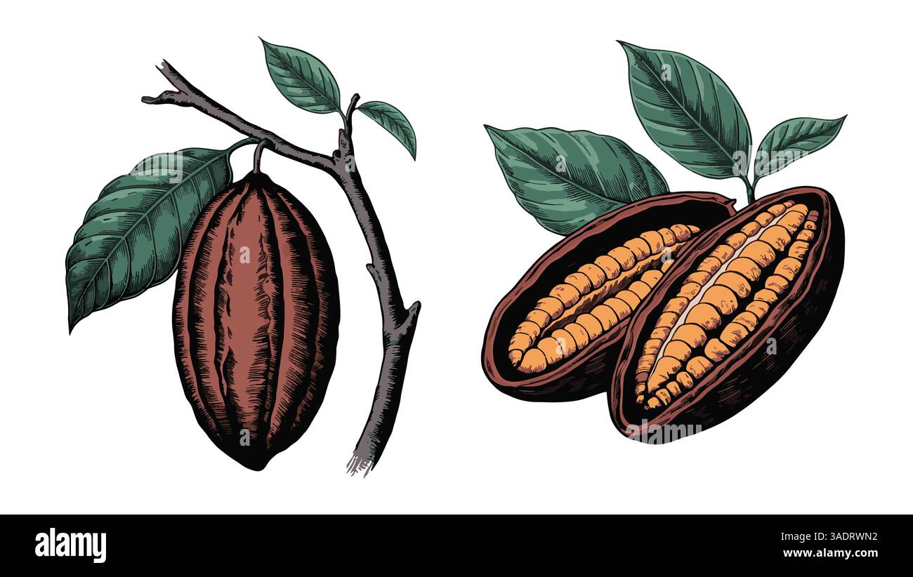 Vector illustration of cacao beans isolated on white background. Ideal ...