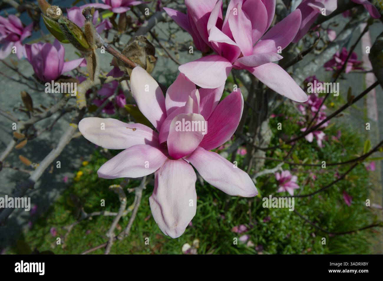 Magnolia lirio hi-res stock photography and images - Alamy