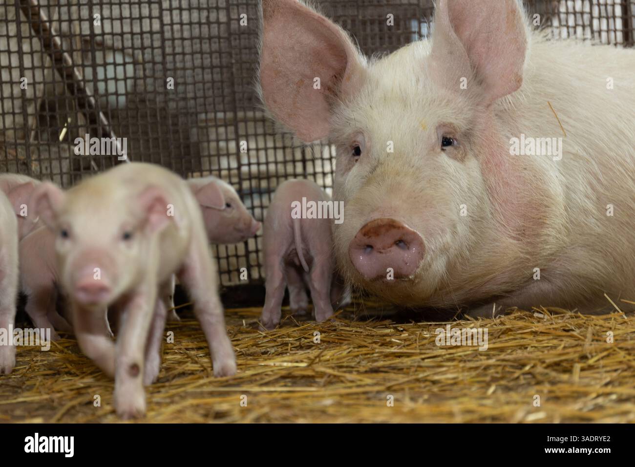 A nurturing mother pig with her adorable, playful piglets frolicking ...