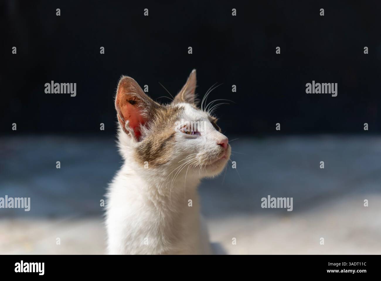Beautiful fluffy cat cheerful mood hi-res stock photography and images ...