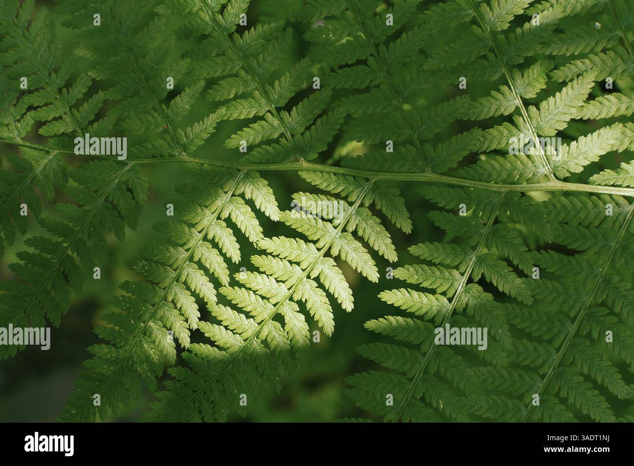 Fern background. Green fern leaves are partially lit by the sun and ...
