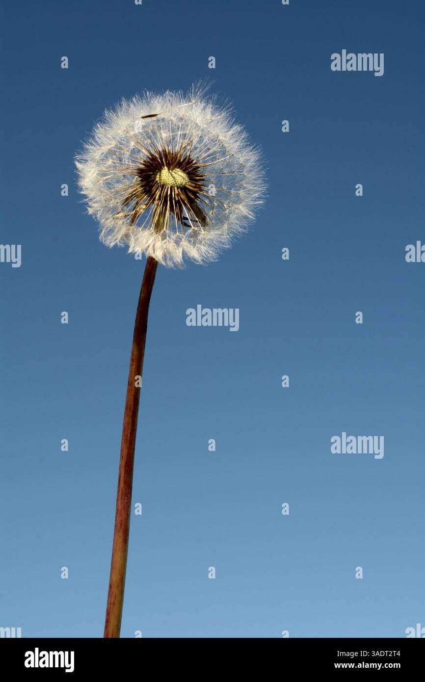 Fluffy dandelion on blue background. Vertical image of single dandelion ...