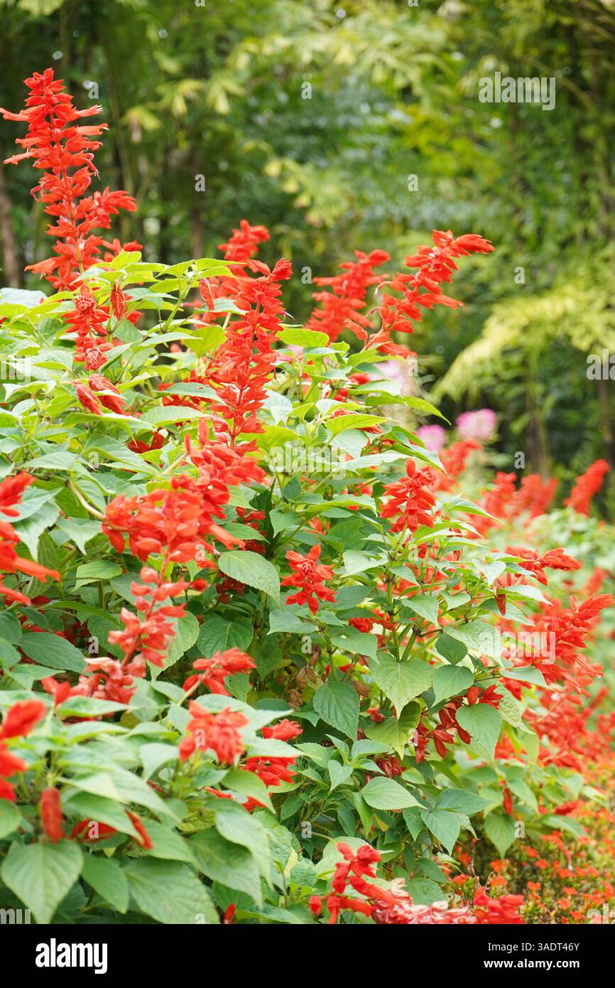 Red flower spikes, romantic spring Stock Photo - Alamy