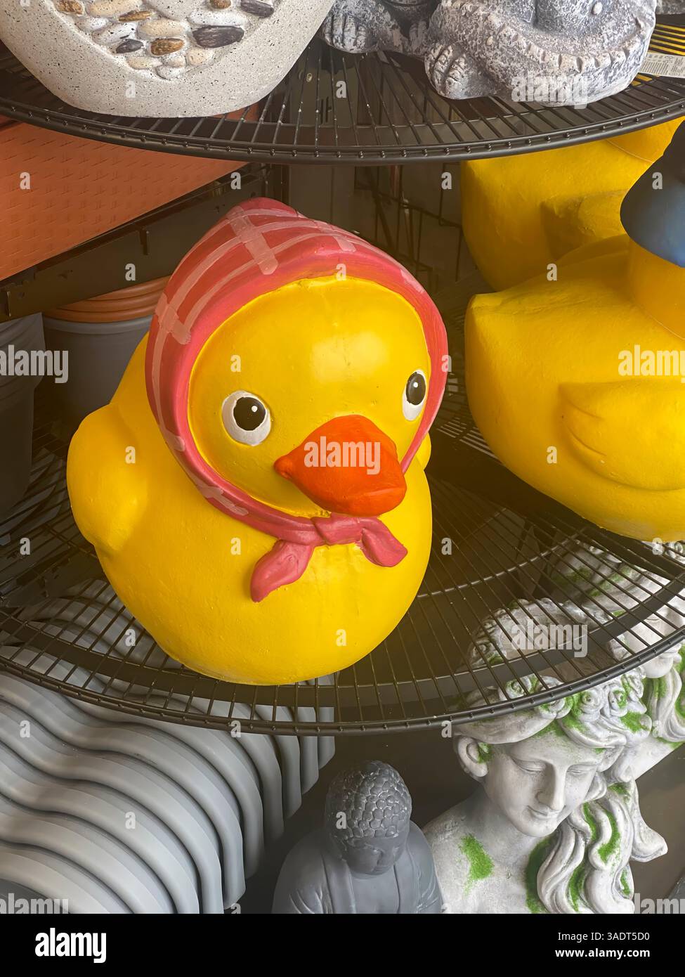 Cremona, Italy March 9th 2025 Yellow rubber duck wearing pink bonnet ...