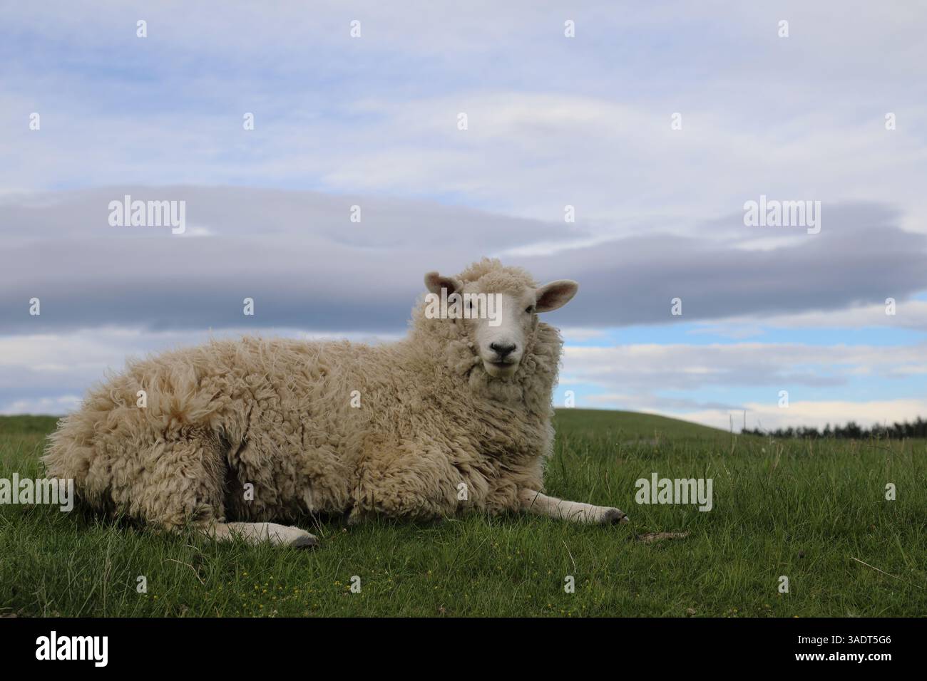 Romneyschaf / Romney sheep / Ovis Stock Photo - Alamy