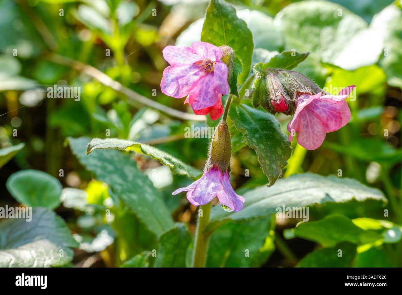 Pulmonaria officinalis, commonly known as lungwort, displays its ...