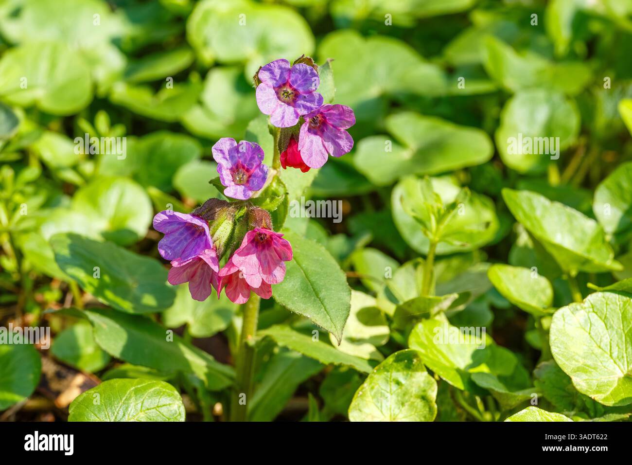 Pulmonaria officinalis, commonly known as lungwort, displays its ...