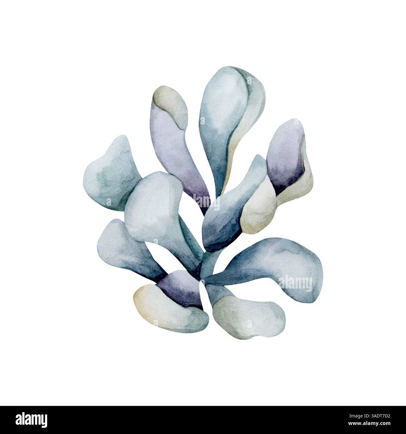 Seaweed Algae. Cute sea marine laminaria. Underwater ocean spirulina ...