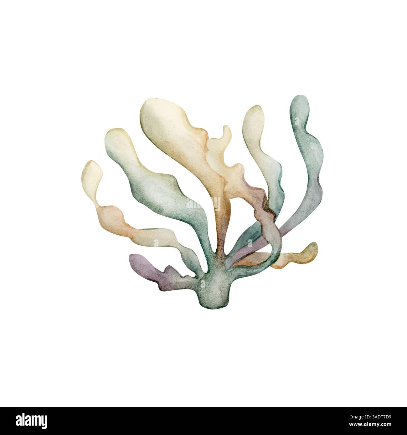 Seaweed Algae. Cute sea marine laminaria. Underwater ocean spirulina ...