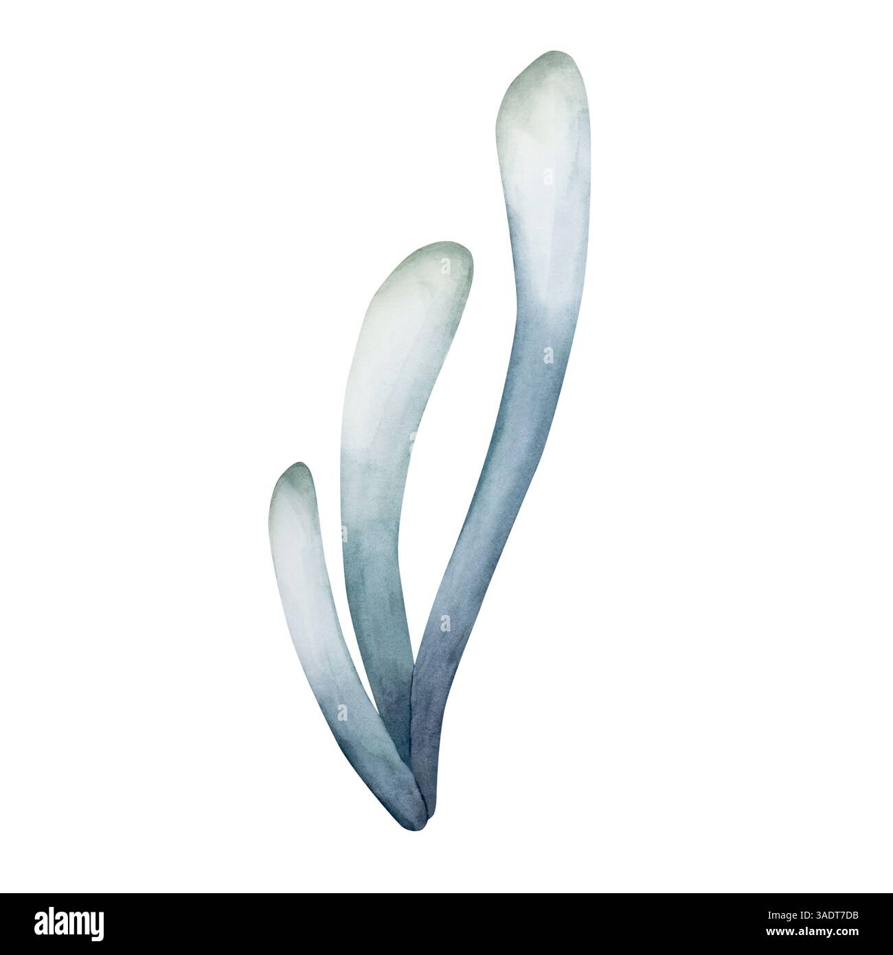 Seaweed Algae. Cute sea marine laminaria. Underwater ocean spirulina ...