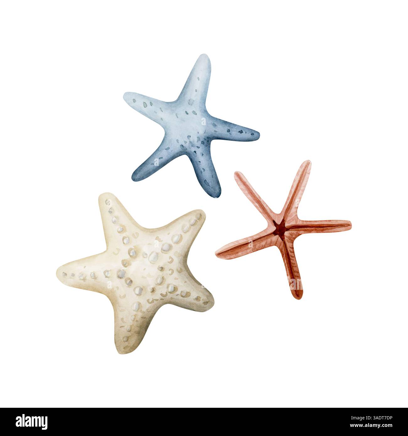 Sea starfishes. Cute ocean star fish clipart set. Underwater marine ...
