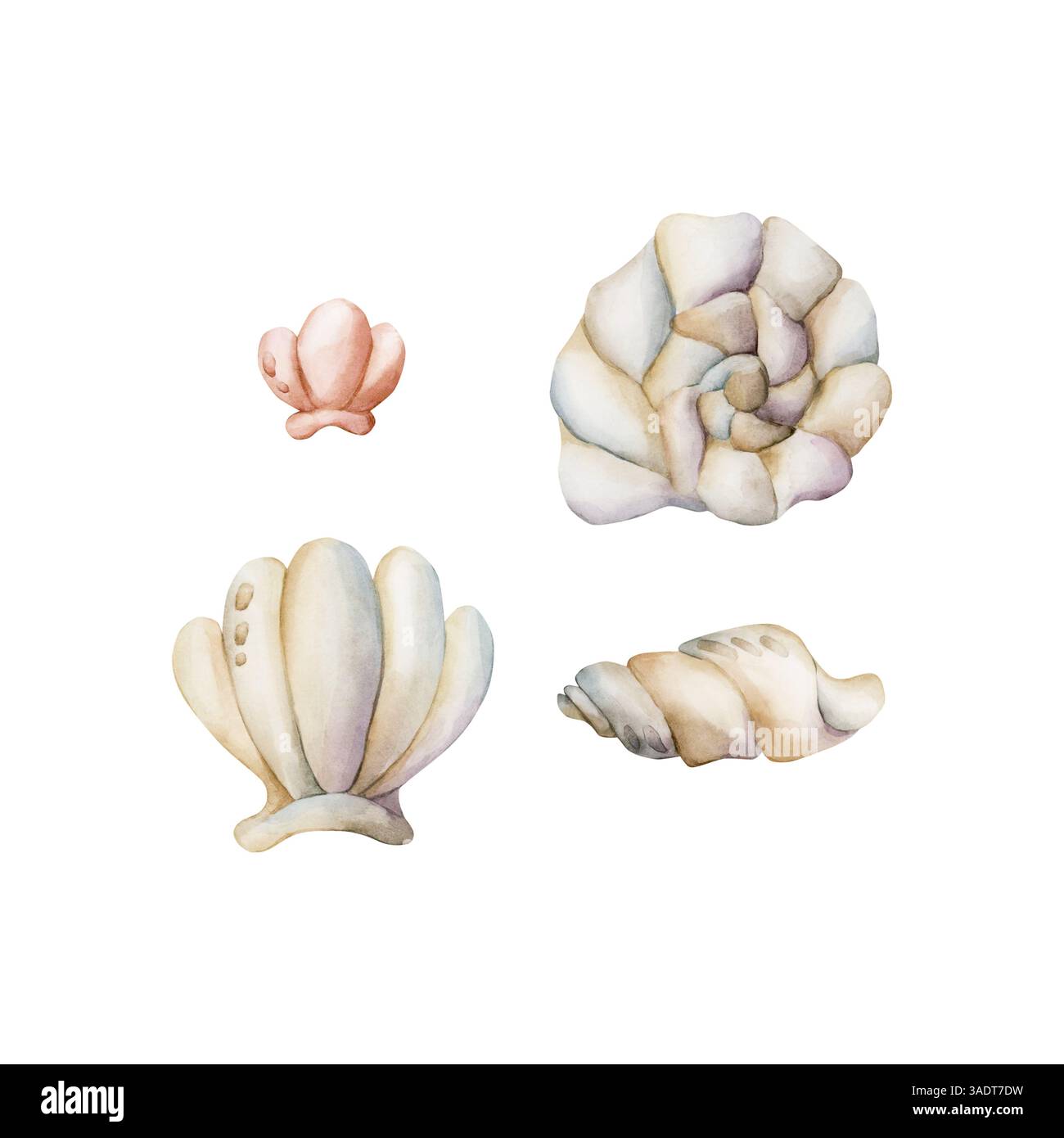 Sea shells. Cute ivory seashells clipart set. Underwater ocean marine ...