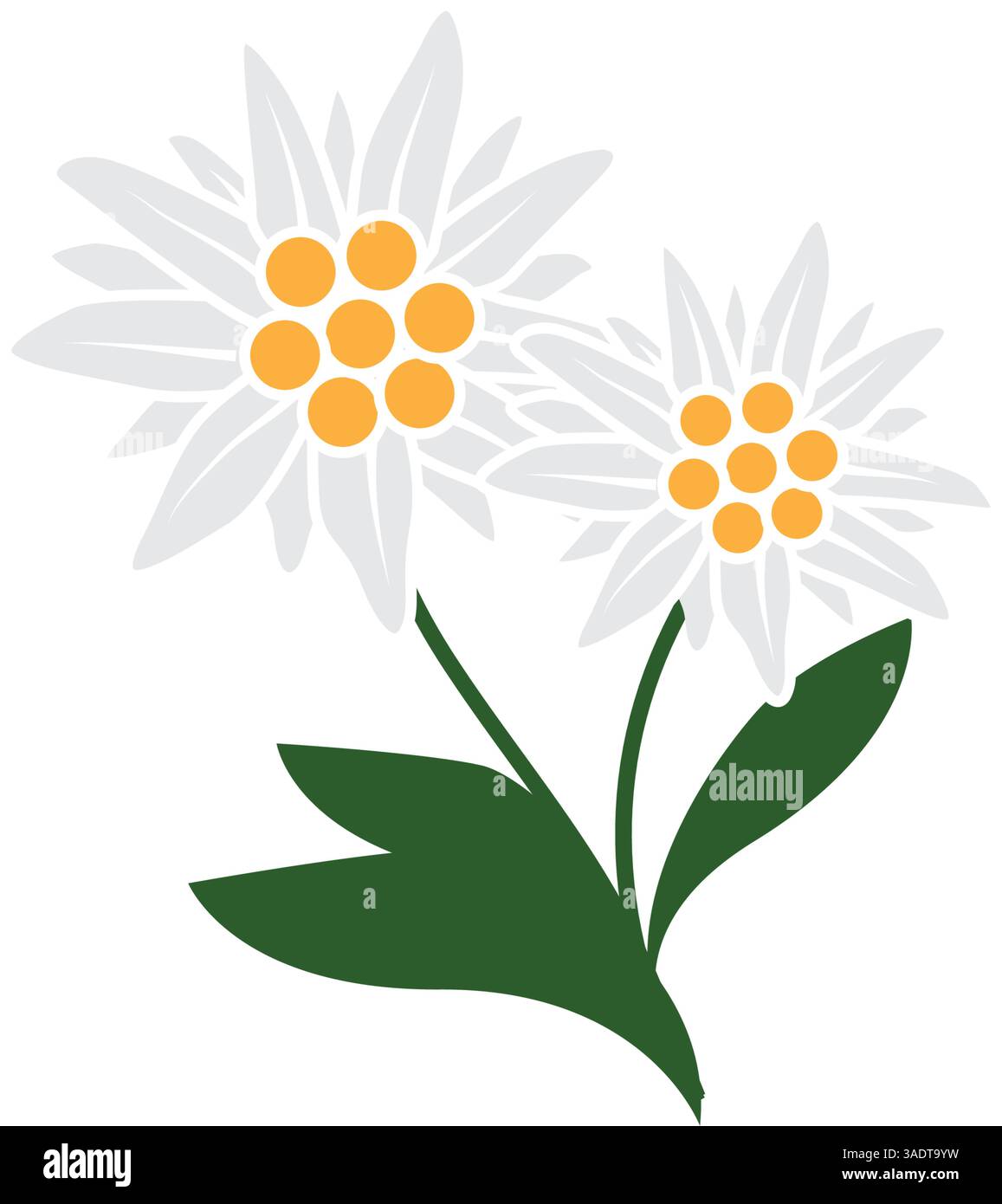 Edelweiss logo. Isolated edelweiss on white background Stock Vector ...