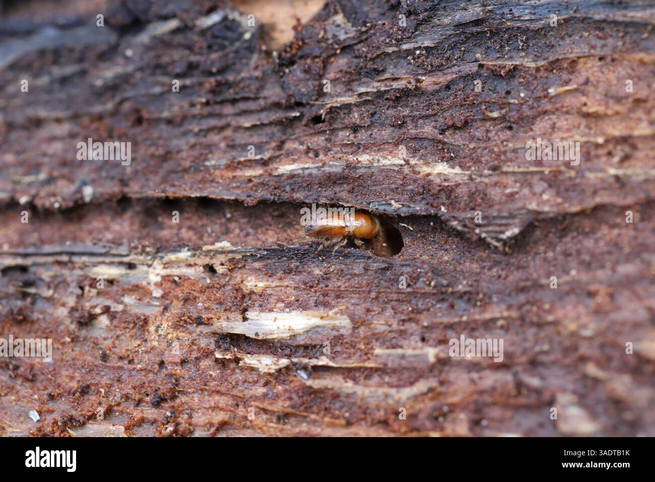 European Spruce Bark Beetle (Ips typographus), complete yet not fully ...