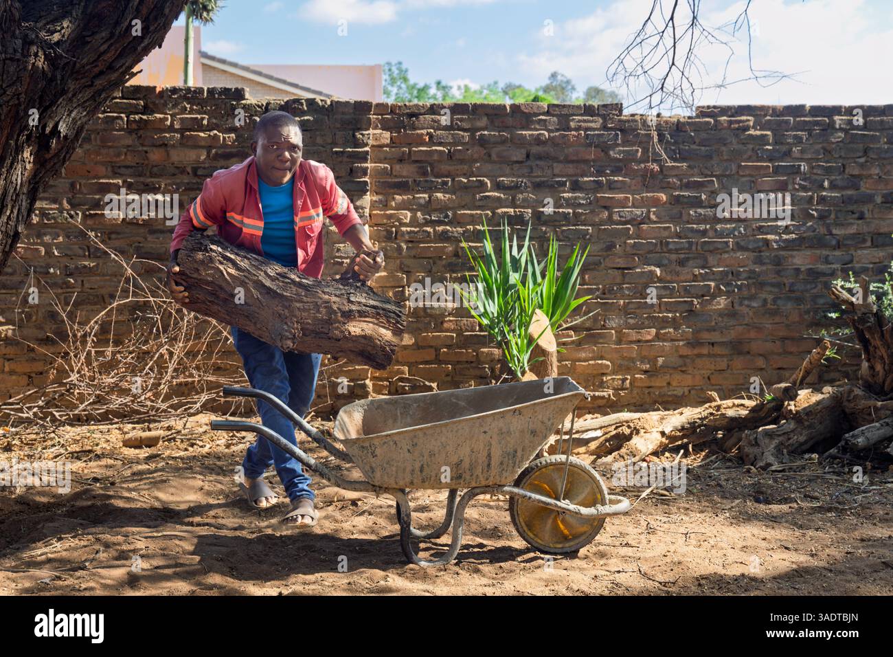 man loading cut wood in a wheelbarrow, single village african male in ...
