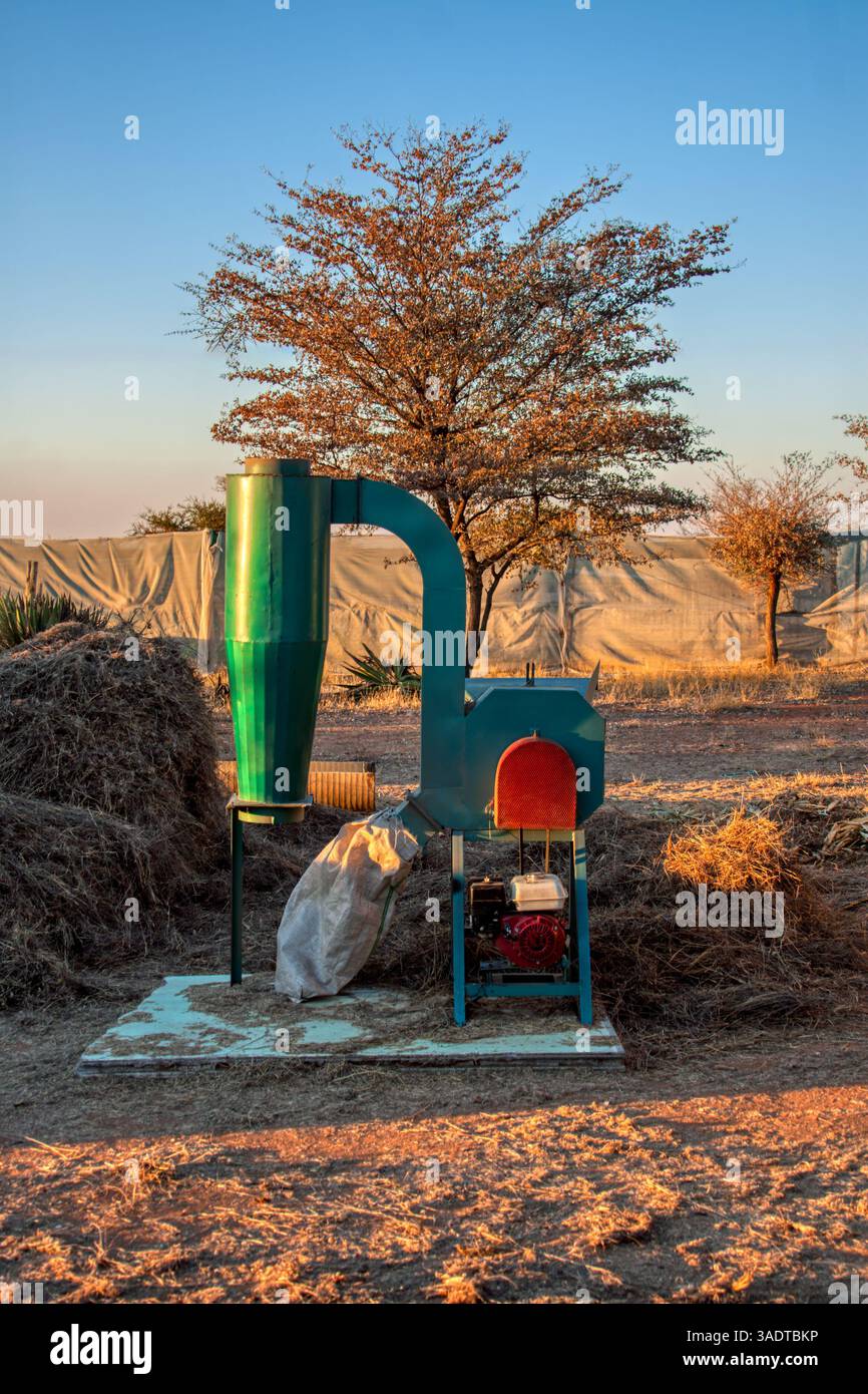 African cattle and wheat hi-res stock photography and images - Alamy