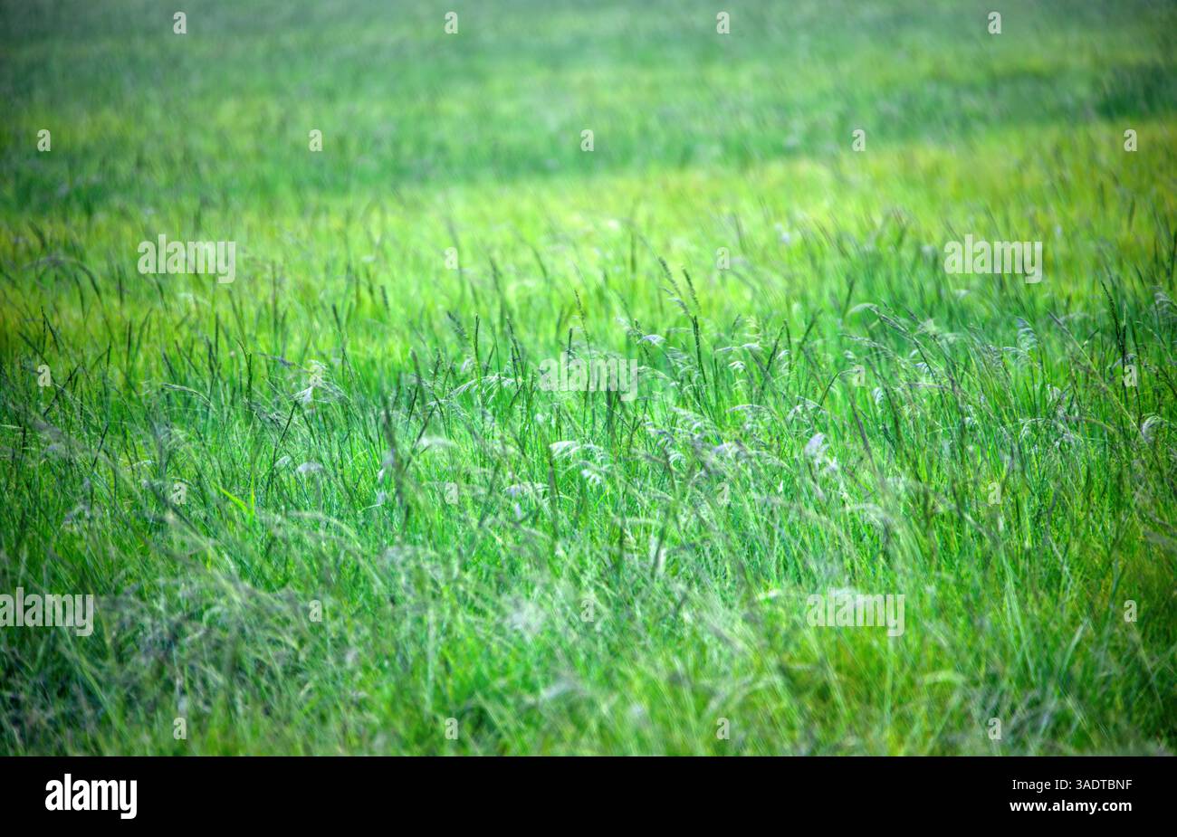 Panoramic picturesque green turf hi-res stock photography and images ...