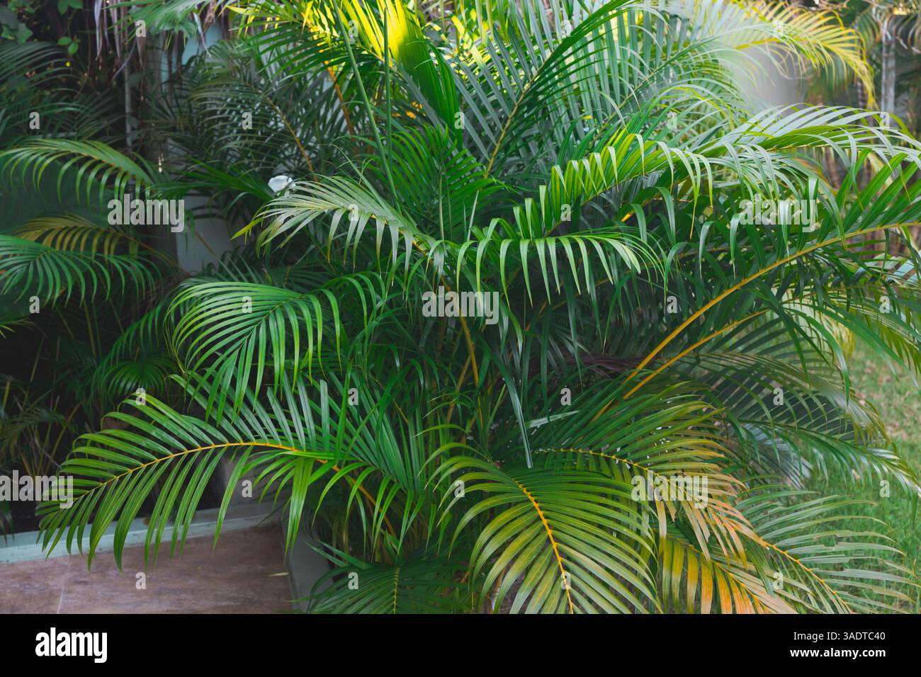 Lush Areca palm (Dypsis lutescens) plants with feathery fronds creating ...