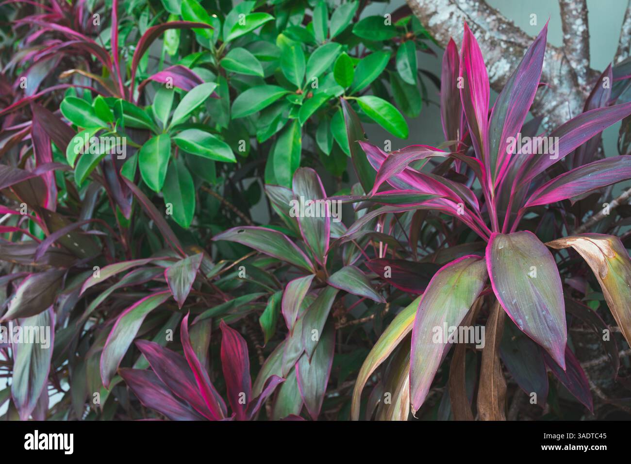 Lush tropical garden showcasing vibrant contrast between glossy Ficus ...