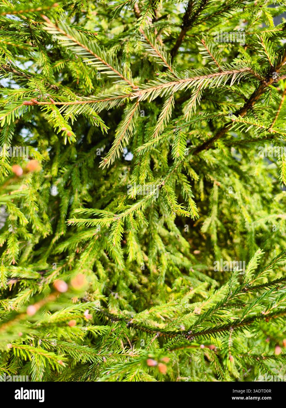 Brightly green prickly branches of a fur-tree or pine Stock Photo - Alamy