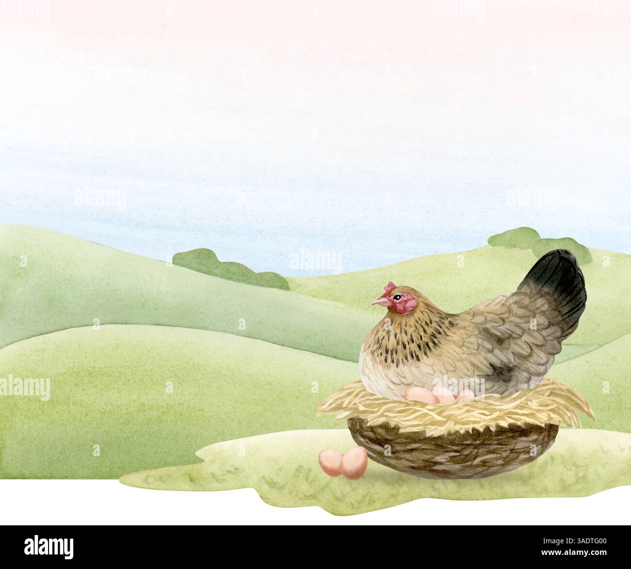 Chicken hen on nest hatching eggs with rural landscape scene watercolor ...