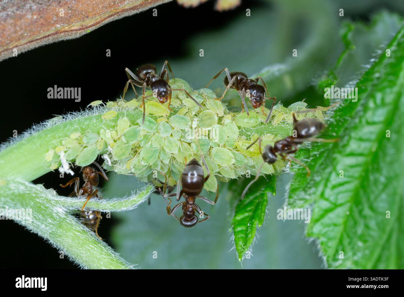 Colony of Small raspberry aphid, Aphis idaei. One of the most damaging ...