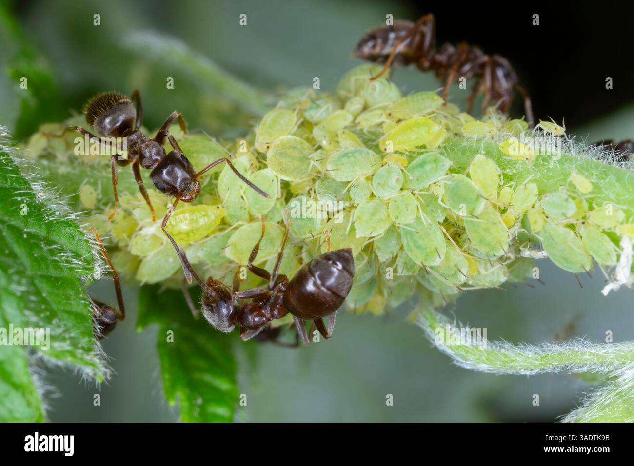 Colony of Small raspberry aphid, Aphis idaei. One of the most damaging ...