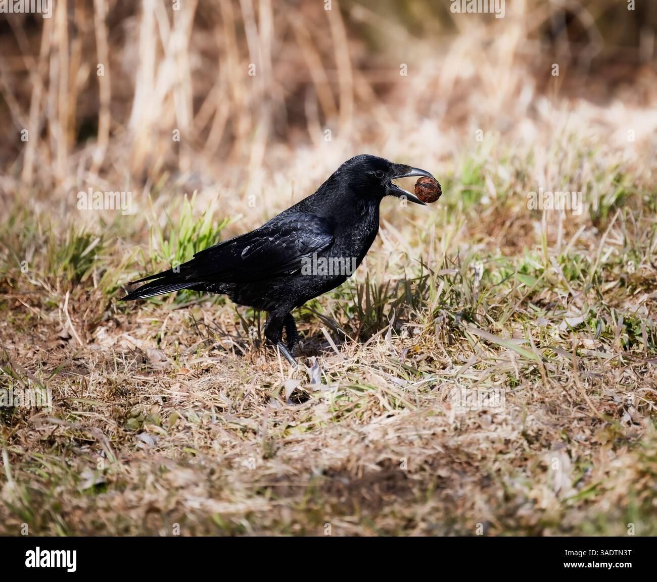Black raven carrying a walnut in its beak Stock Photo - Alamy